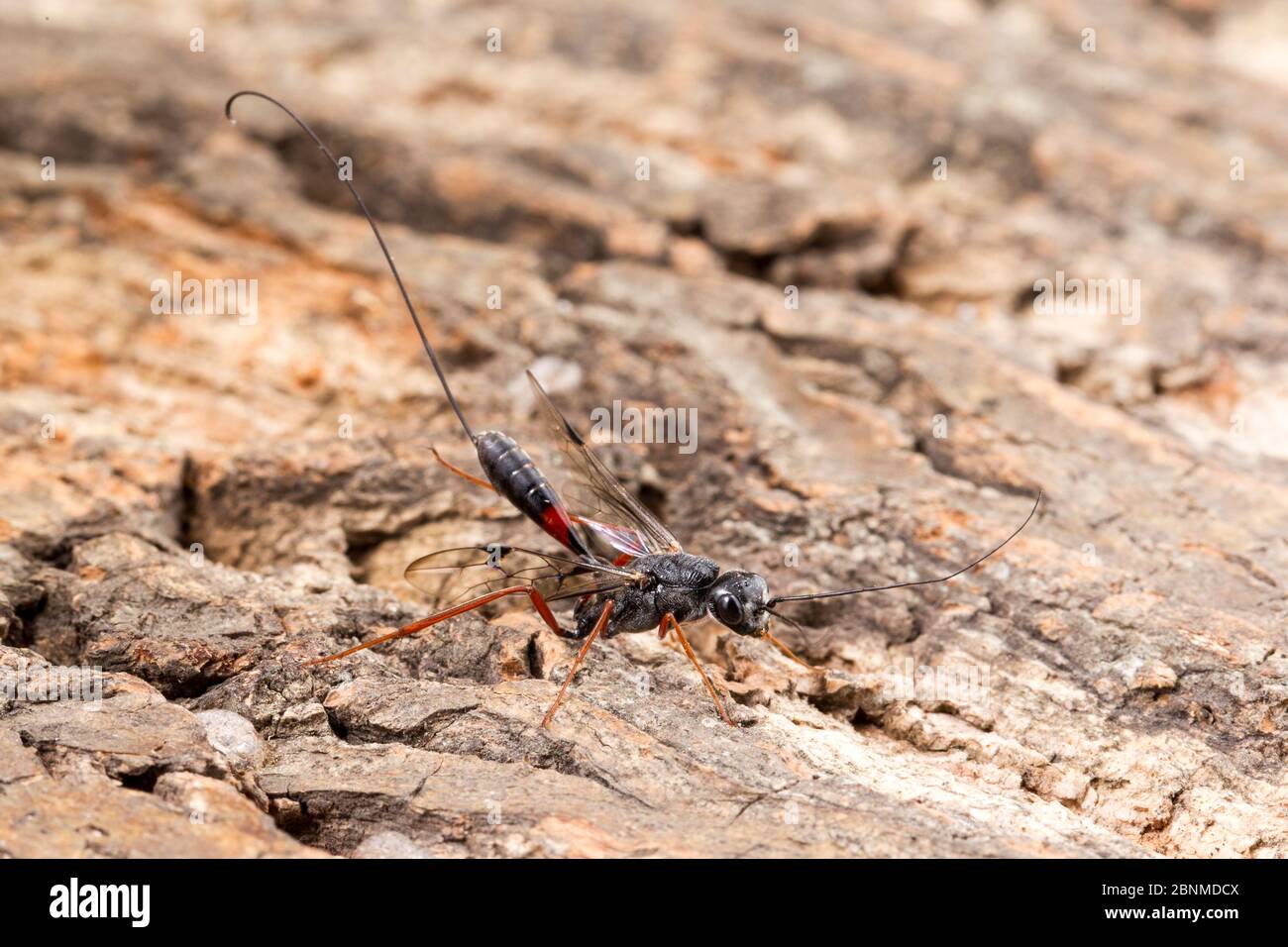 Aulacid wasp hi-res stock photography and images - Alamy