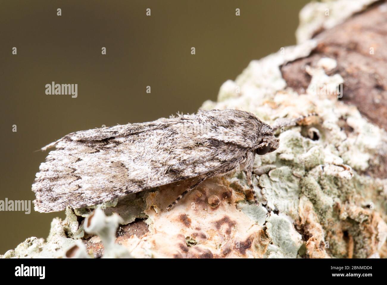 Clear dagger moth (Acronicta clarescens), Tuscaloosa County, Alabama ...