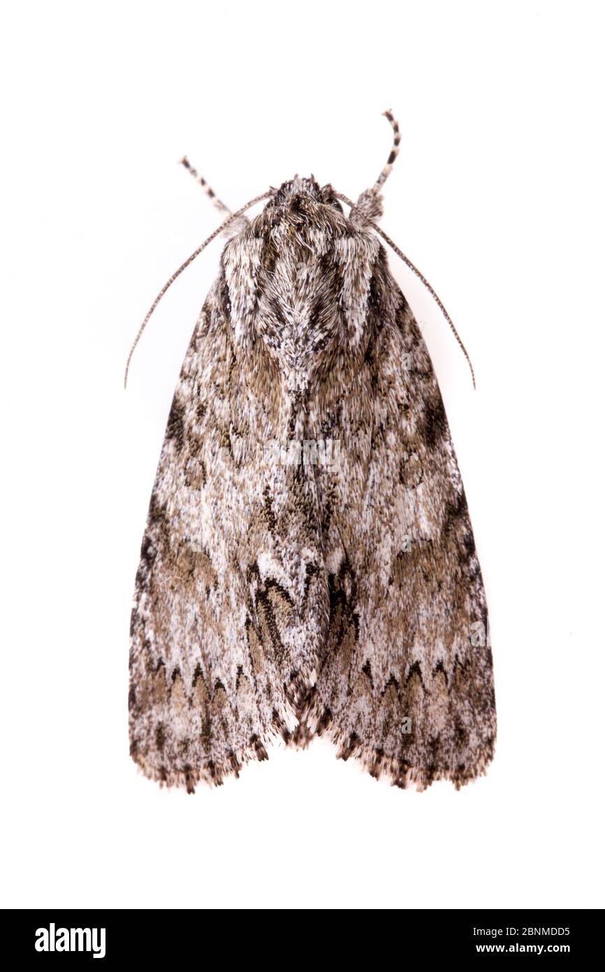 Clear dagger moth (Acronicta clarescens) on white background ...