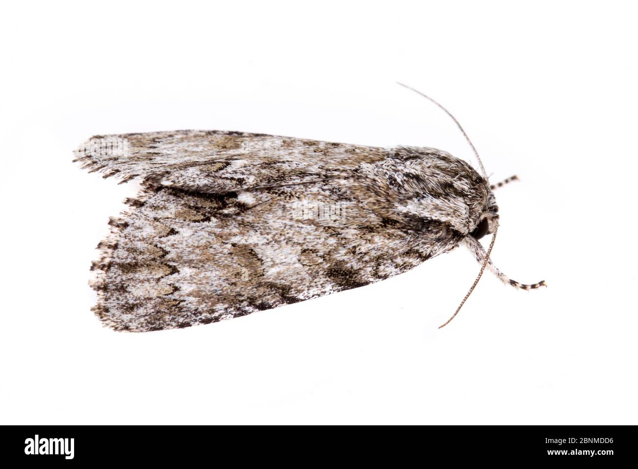 Clear dagger moth (Acronicta clarescens) on white background ...