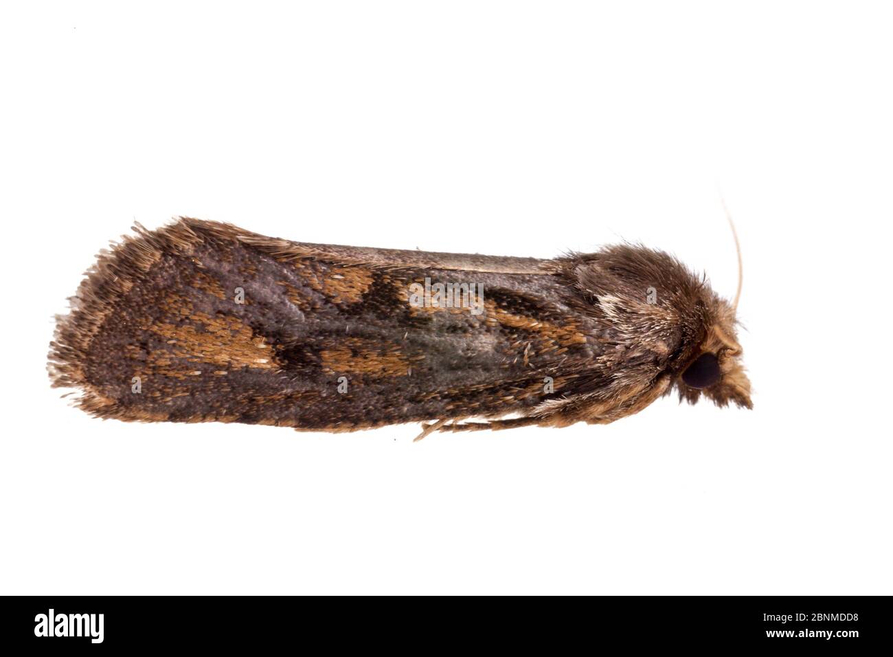 Burrowing webworm moth Cut Out Stock Images & Pictures - Alamy