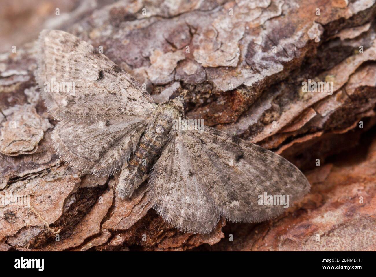 Common eupithecia moth (Eupithecia miserulata), Tuscaloosa County, Alabama, USA September Stock ...
