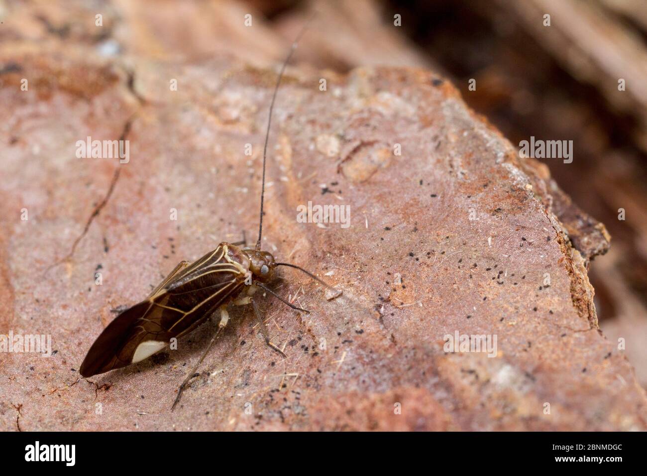 Common barklouse moth (Cerastipsocus venosus), Tuscaloosa County ...