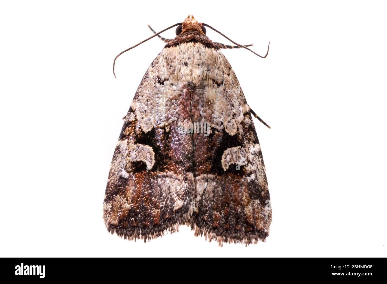 Festive midget moth (Elaphria festivoides) on white background ...