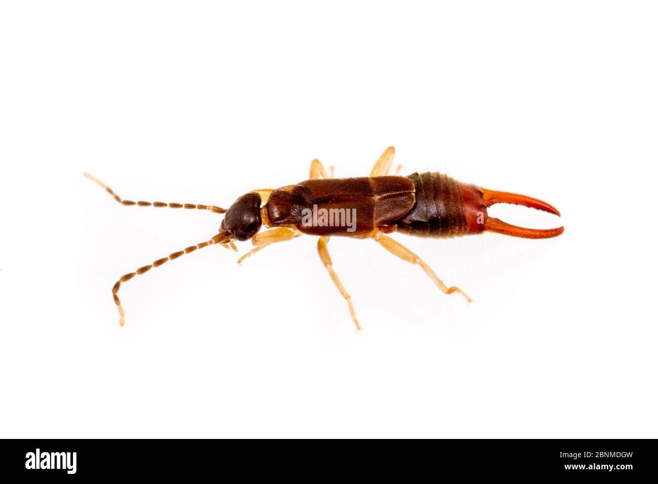 Lesser earwig (Labia minor) on white background male, Tuscaloosa County ...