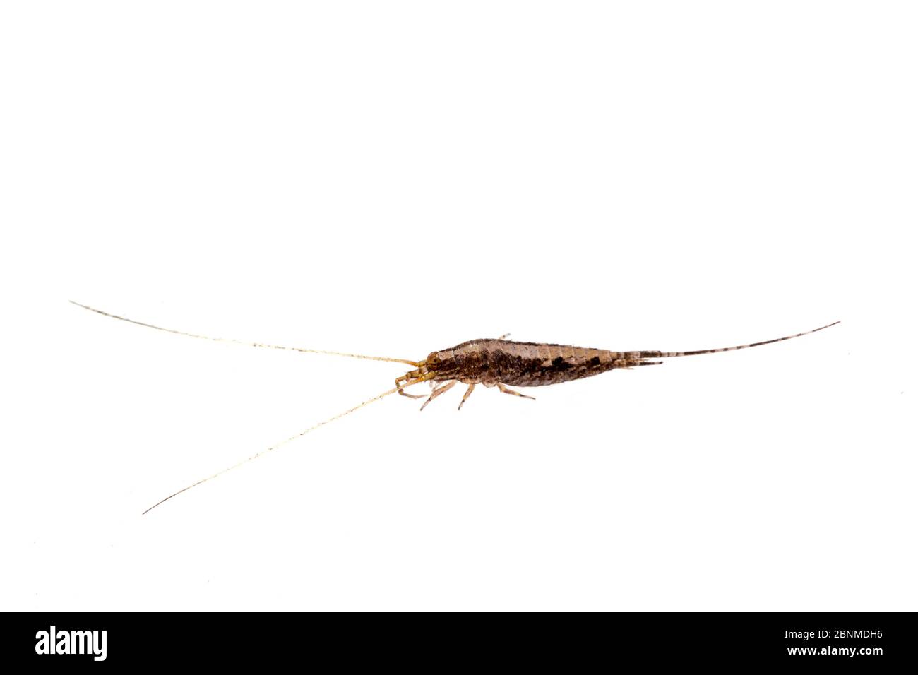 Meinertellidae hi-res stock photography and images - Alamy