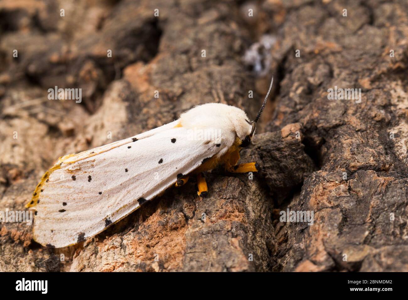 Salt marsh moth (Estigmene acrea), Tuscaloosa County, Alabama, USA ...