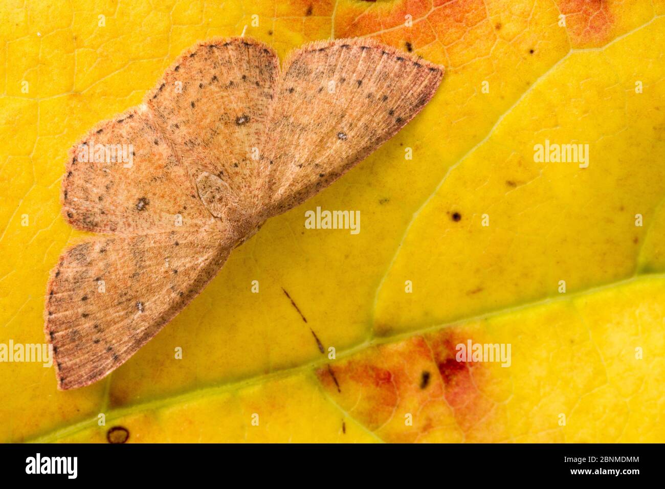 Packards wave moth hi-res stock photography and images - Alamy