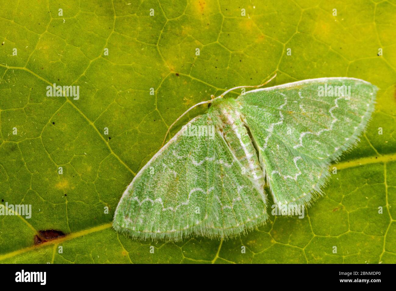 Southern emerald moth (Synchlora frondaria), Tuscaloosa County, Alabama ...