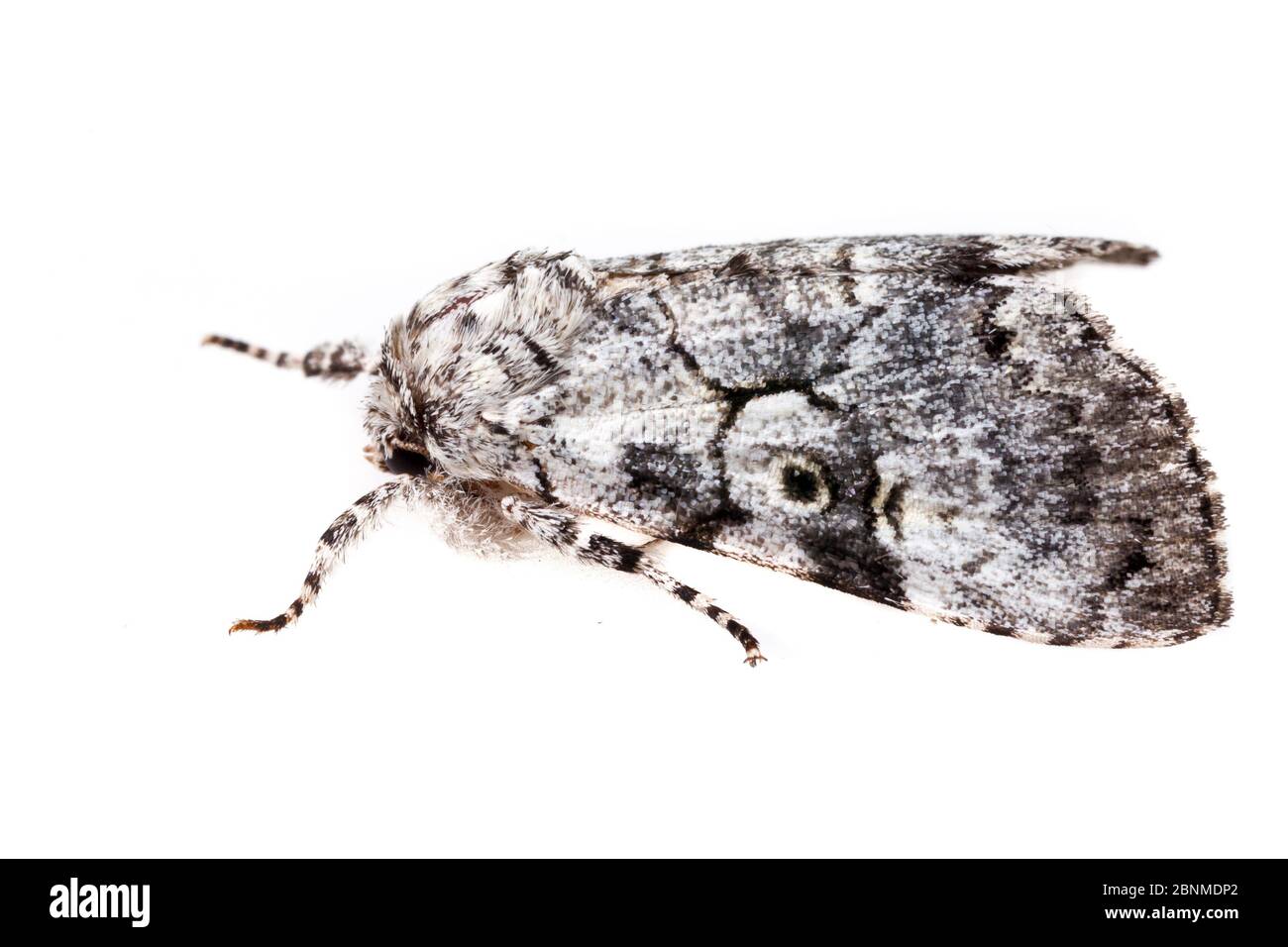 The Laugher moth (Charadra deridens) on white background, Tuscaloosa ...