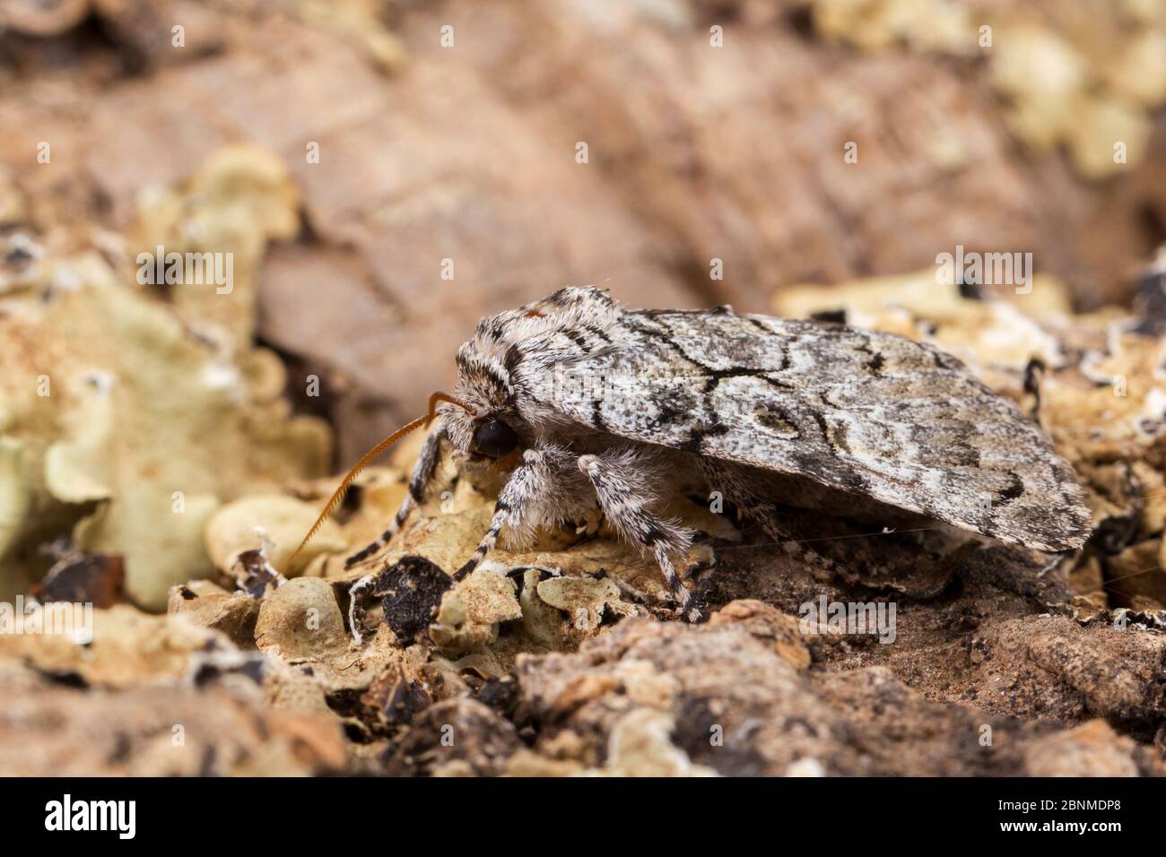 The Laugher moth (Charadra deridens), Tuscaloosa County, Alabama, USA ...