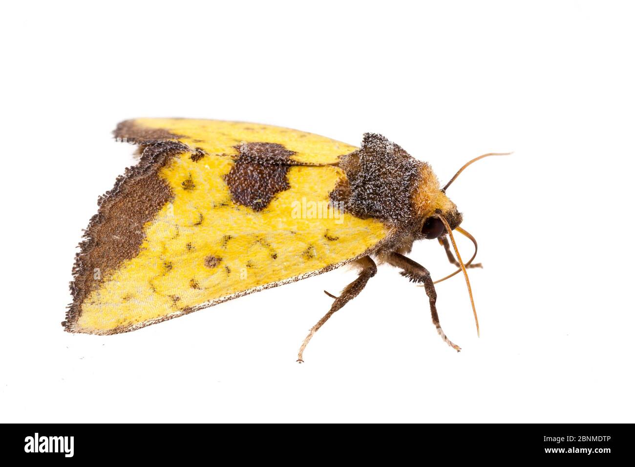 Yellow sunflower moth (Stiria rugifrons) on white background ...