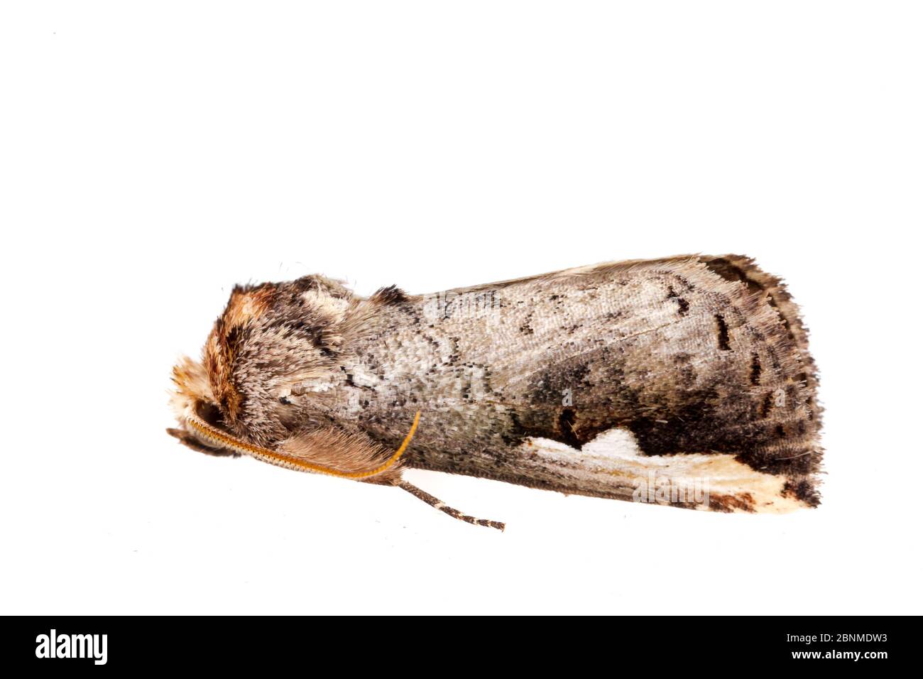White-headed prominent moth (Symmerista albifrons) on white background ...