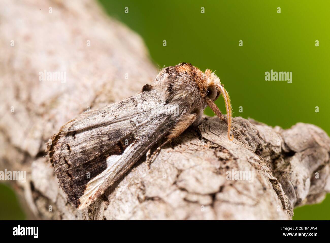 White headed prominent moth hi-res stock photography and images - Alamy