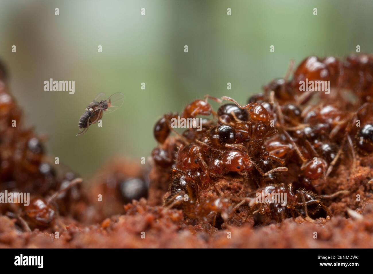 Saevissima hi-res stock photography and images - Alamy