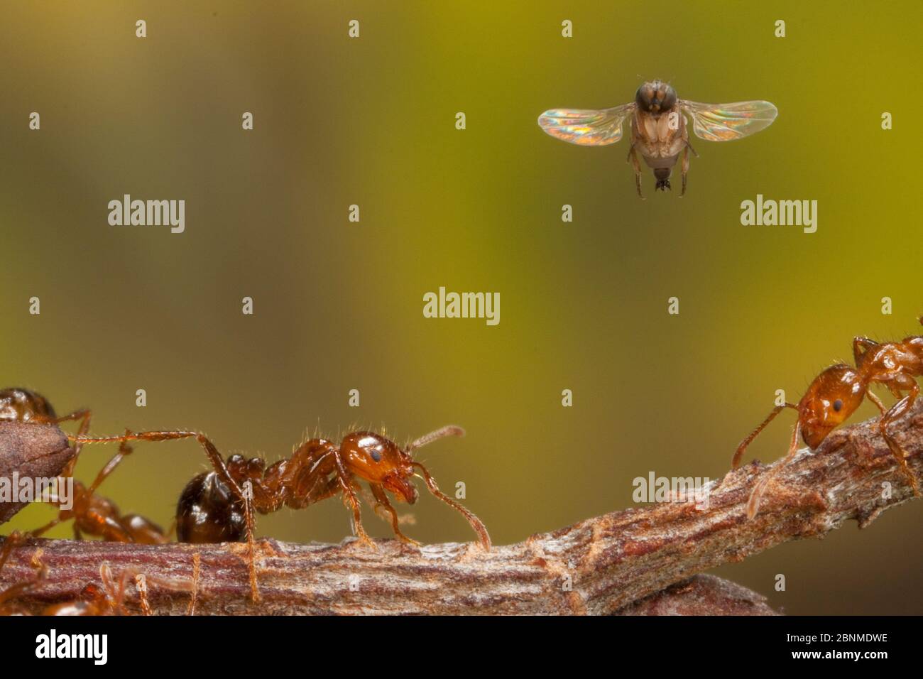Fire ants hi-res stock photography and images - Alamy