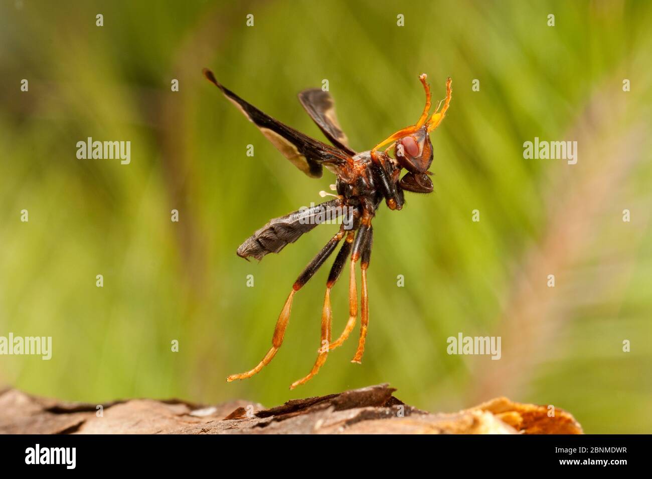 Waved light fly (Pyrgota undata) taking off, parasitoid wasp on june ...