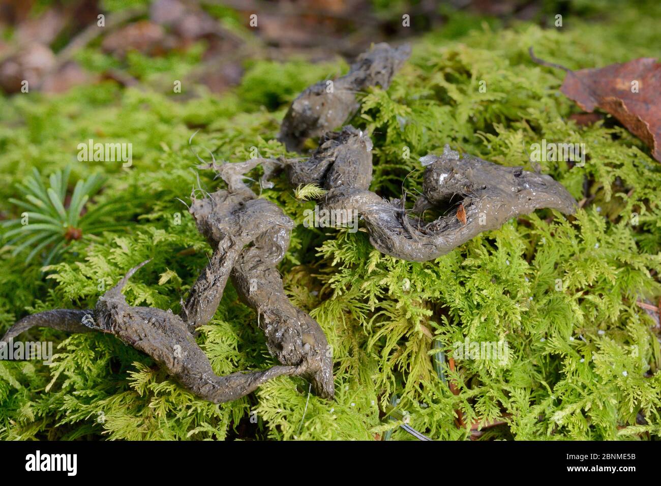 Scat of a Pine marten (Martes martes) reintroduced to Wales by the ...