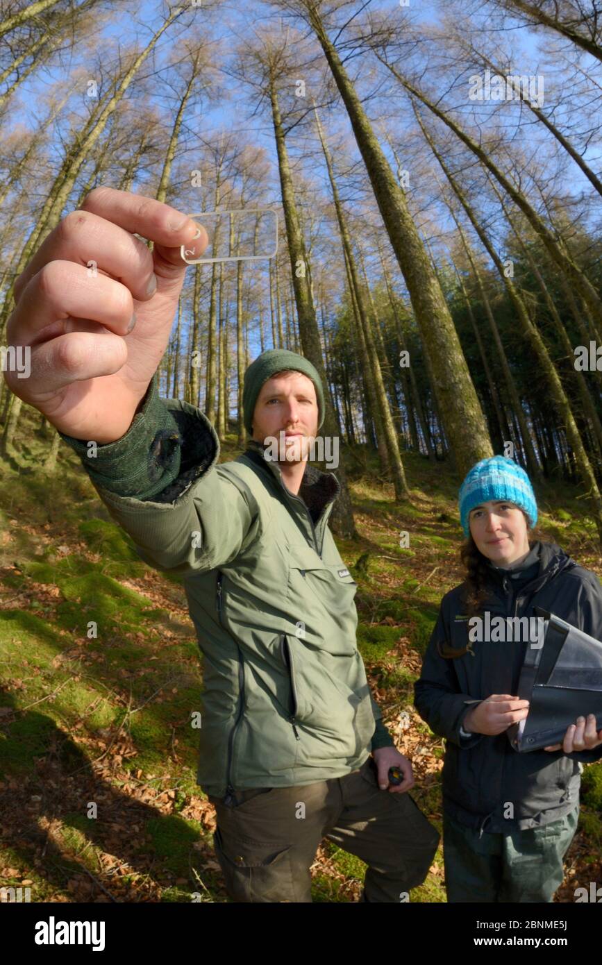 David Bavin using a wedge prism relascope to record the tree density of ...
