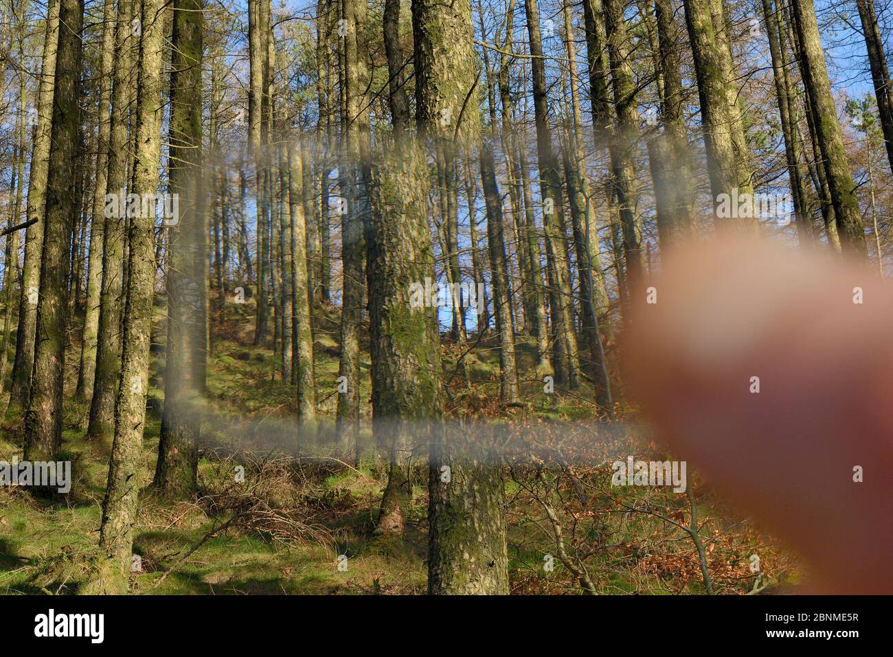 Wedge prism relascope hi-res stock photography and images - Alamy