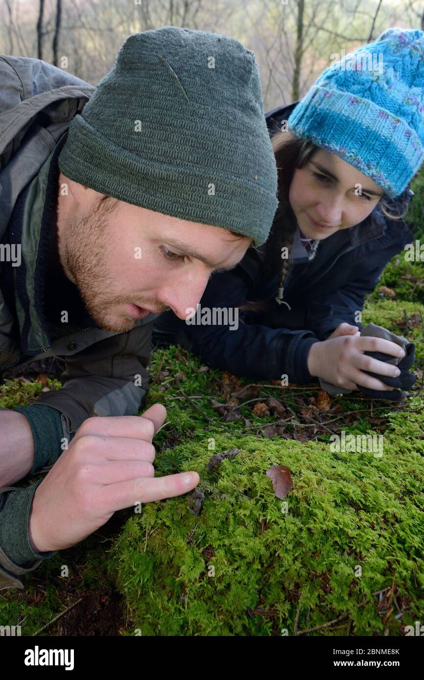 David Bavin and Josie Bridges inspecting scat of a Pine marten (Martes ...