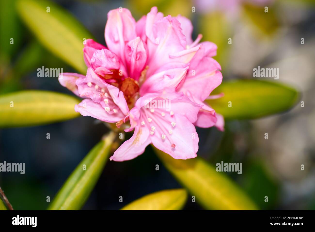 red rhododendron flowers photographed on a green background Stock Photo ...