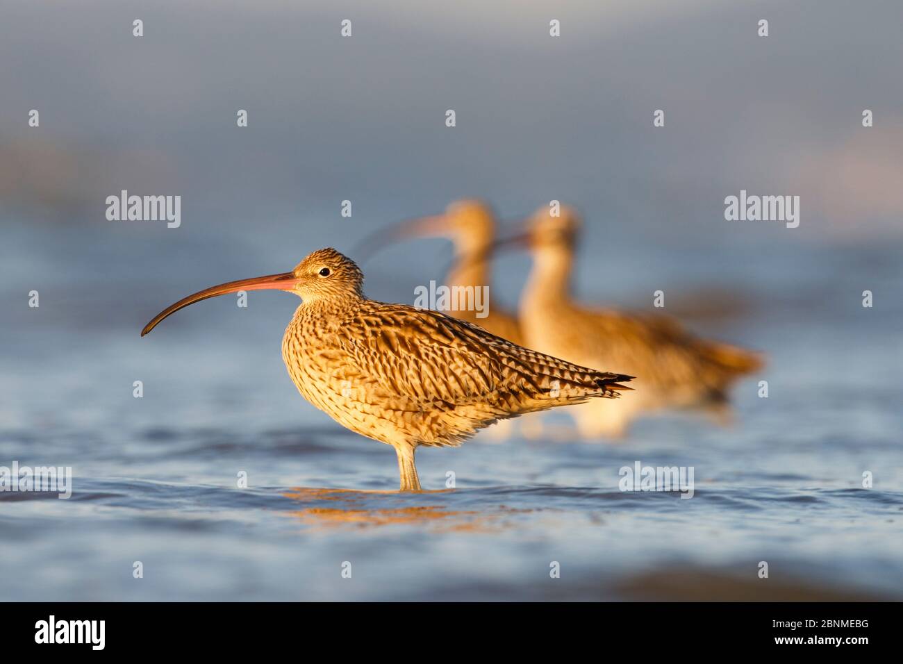 Far eastern curlew (Numenius madagascariensis) at coast during ...