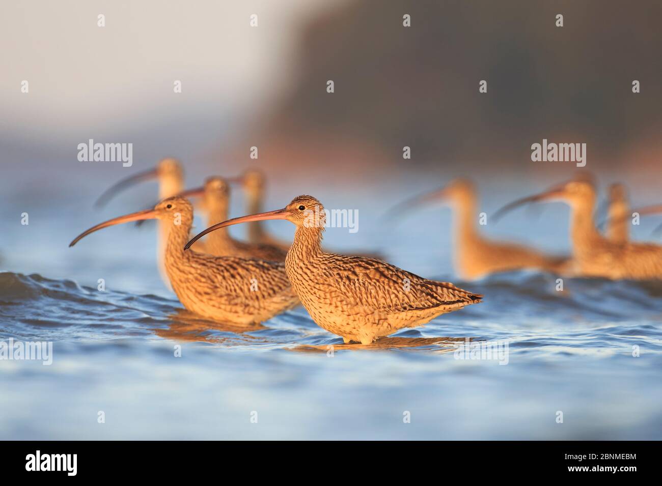 Far eastern curlew (Numenius madagascariensis) at coast during ...