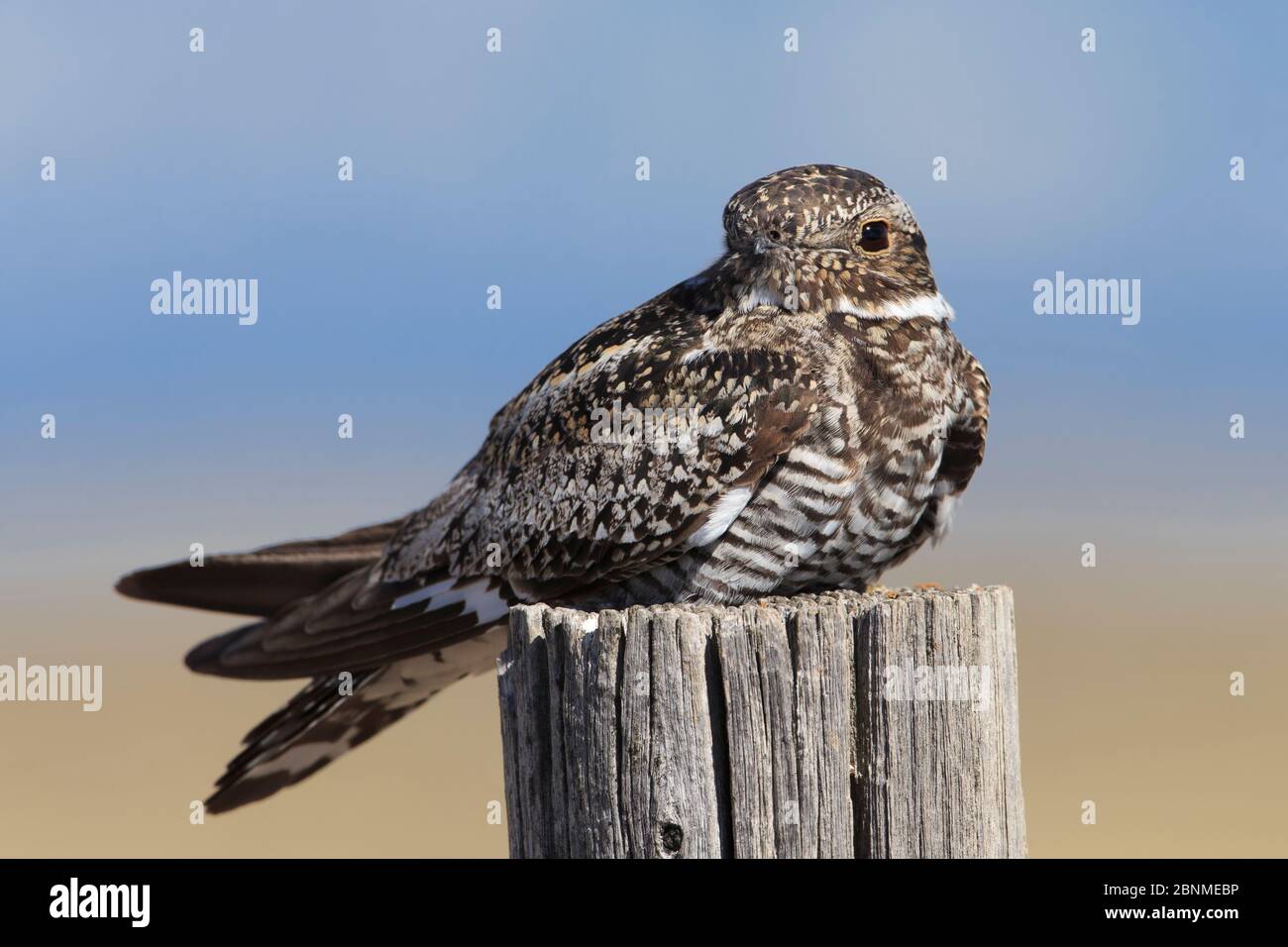 Common Nighthawk (Chordeiles minor). Central Idaho. June Stock Photo ...