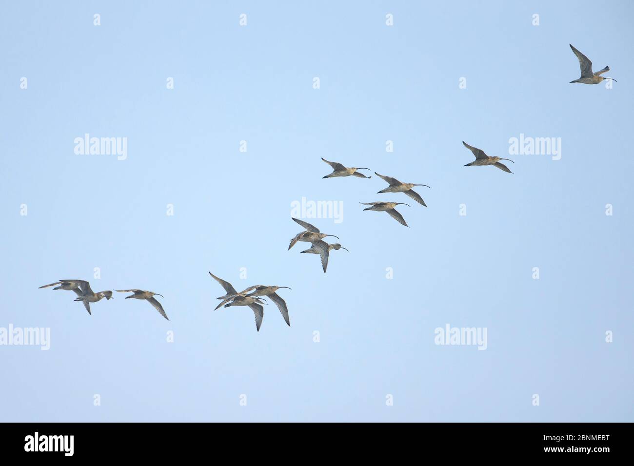 A flock of Far Eastern Curlew (Numenius madagascariensis) flying to ...