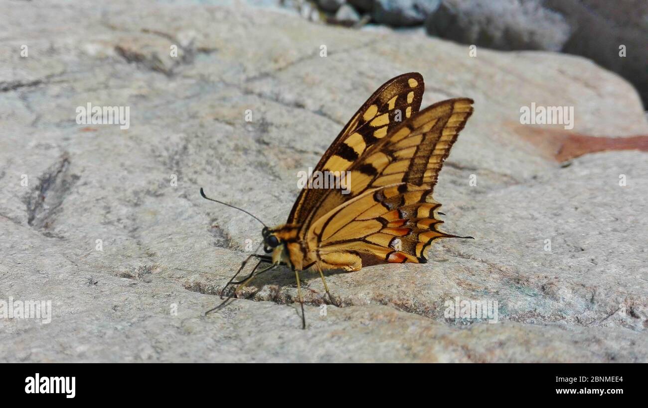 a common yellow butterfly on a white marble rock in its river habitat ...