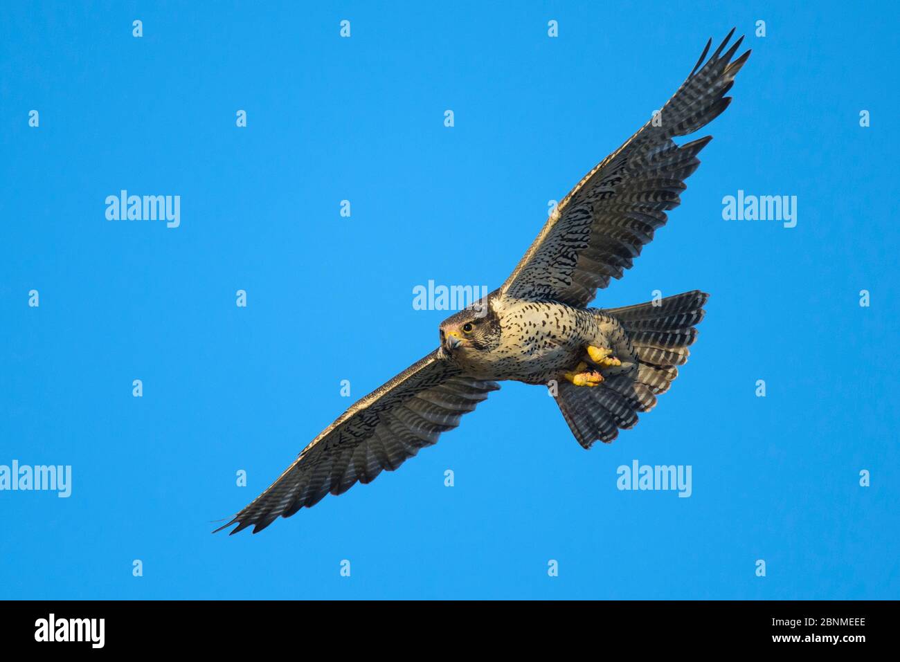 Gyrfalcon (Falco rusticolus) in flight against blue sky, Seward ...