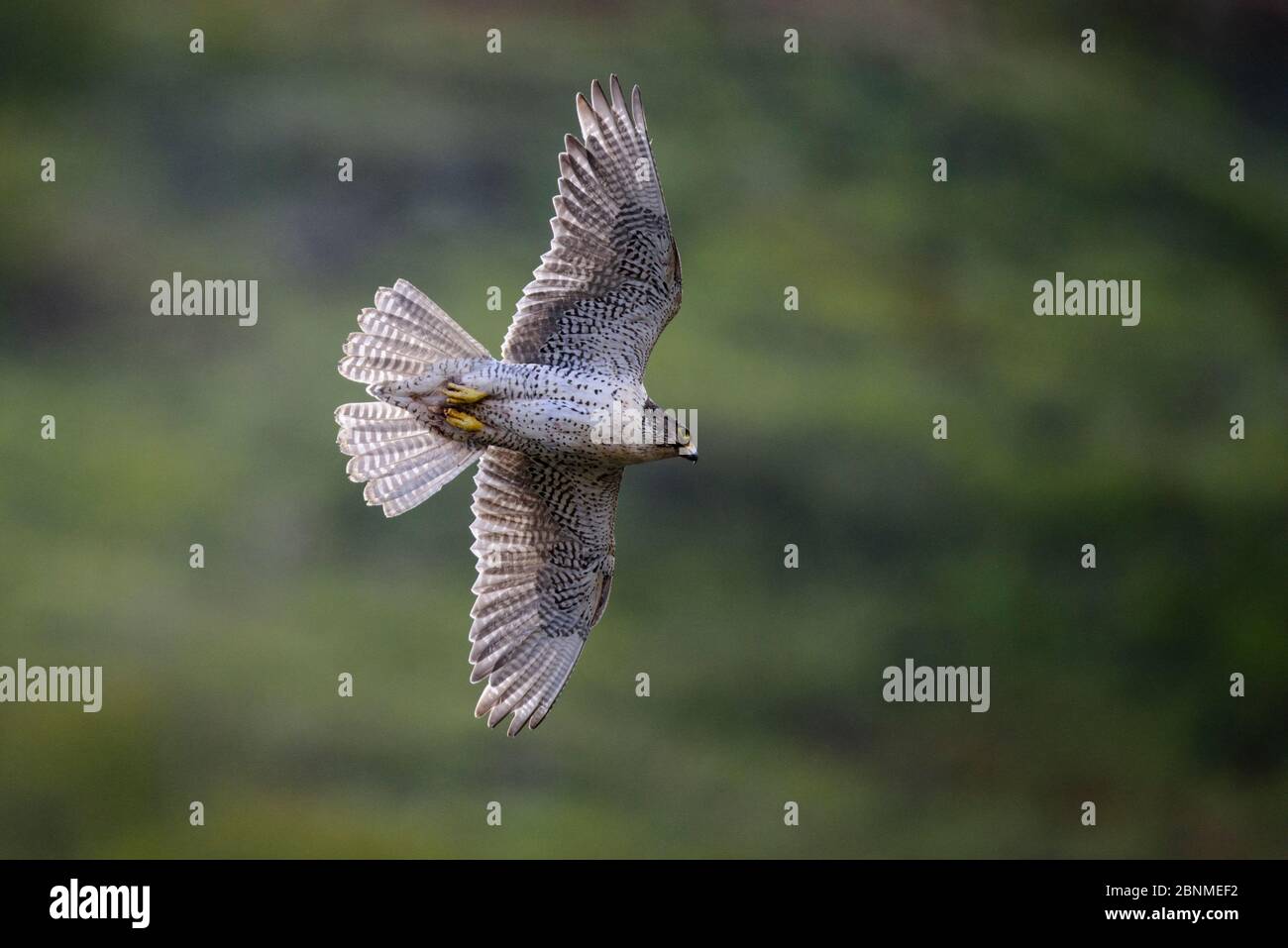 Gyrfalcon (Falco rusticolus) in flight, Seward Peninsula, Alaska, USA ...