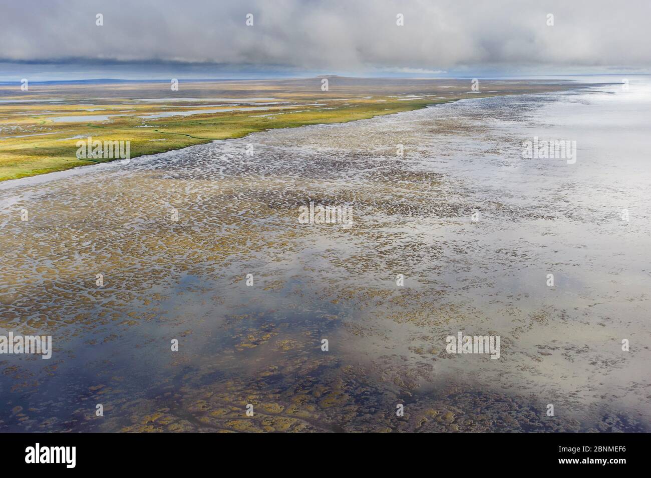 Intertidal wildlife habitat hi-res stock photography and images - Alamy