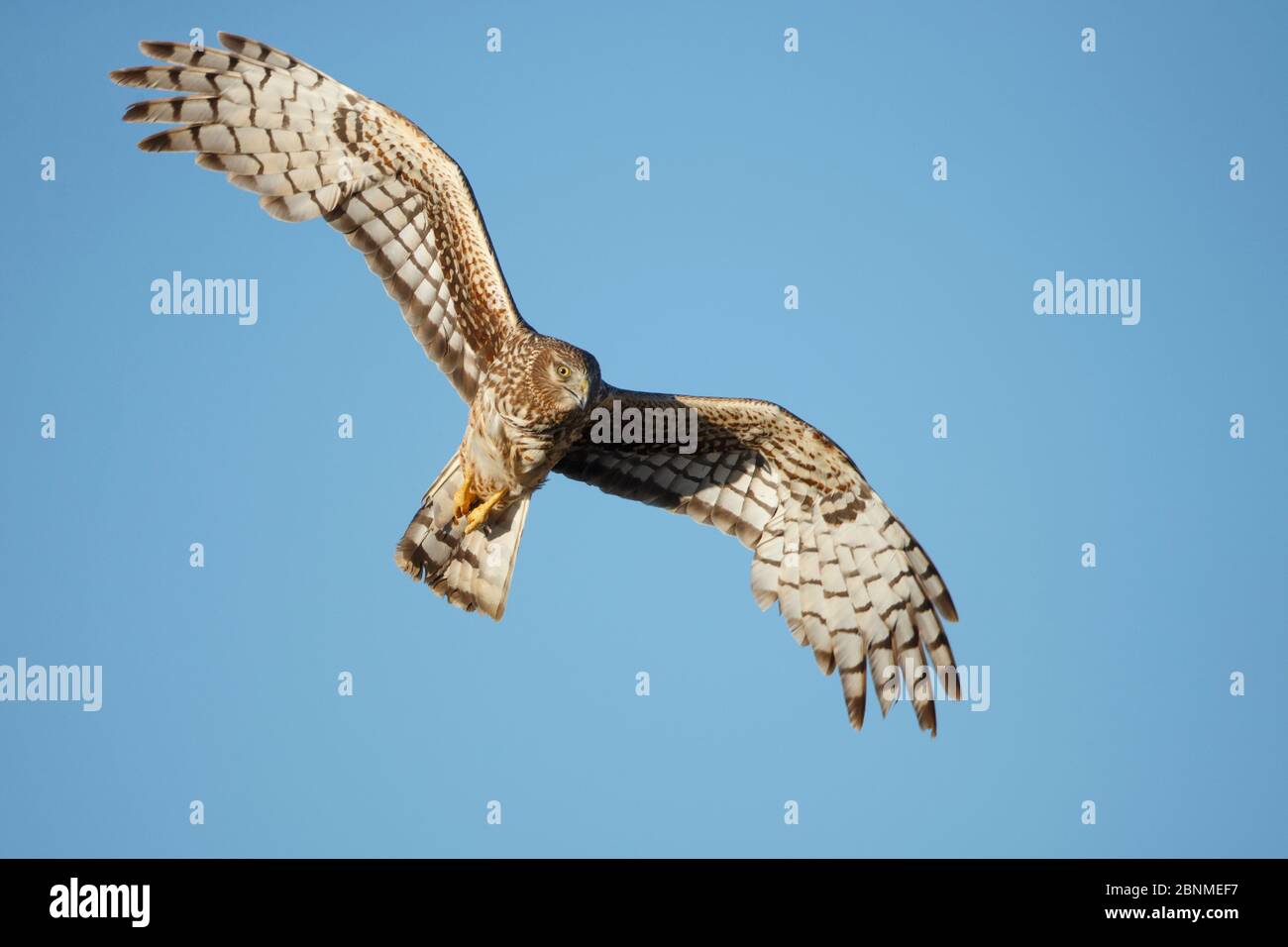 Female northern harrier hi-res stock photography and images - Alamy