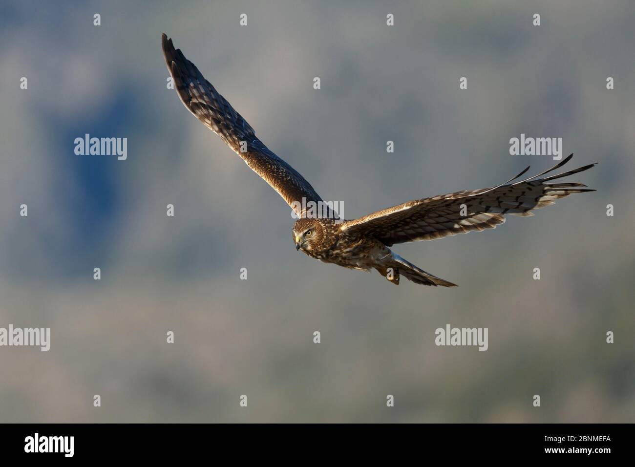 Female northern harrier hi-res stock photography and images - Alamy