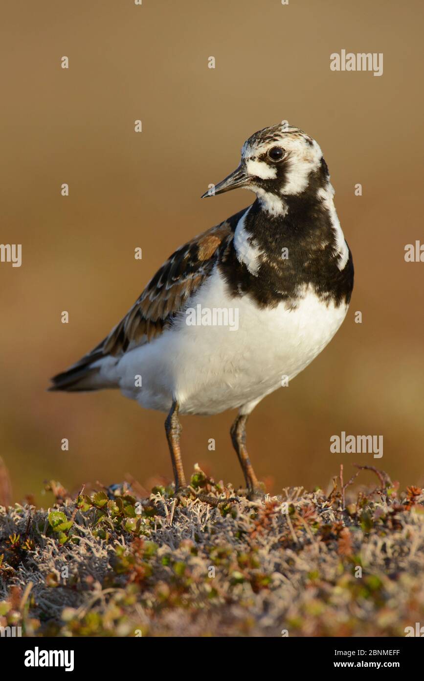 Female ruddy turnstone hi-res stock photography and images - Alamy