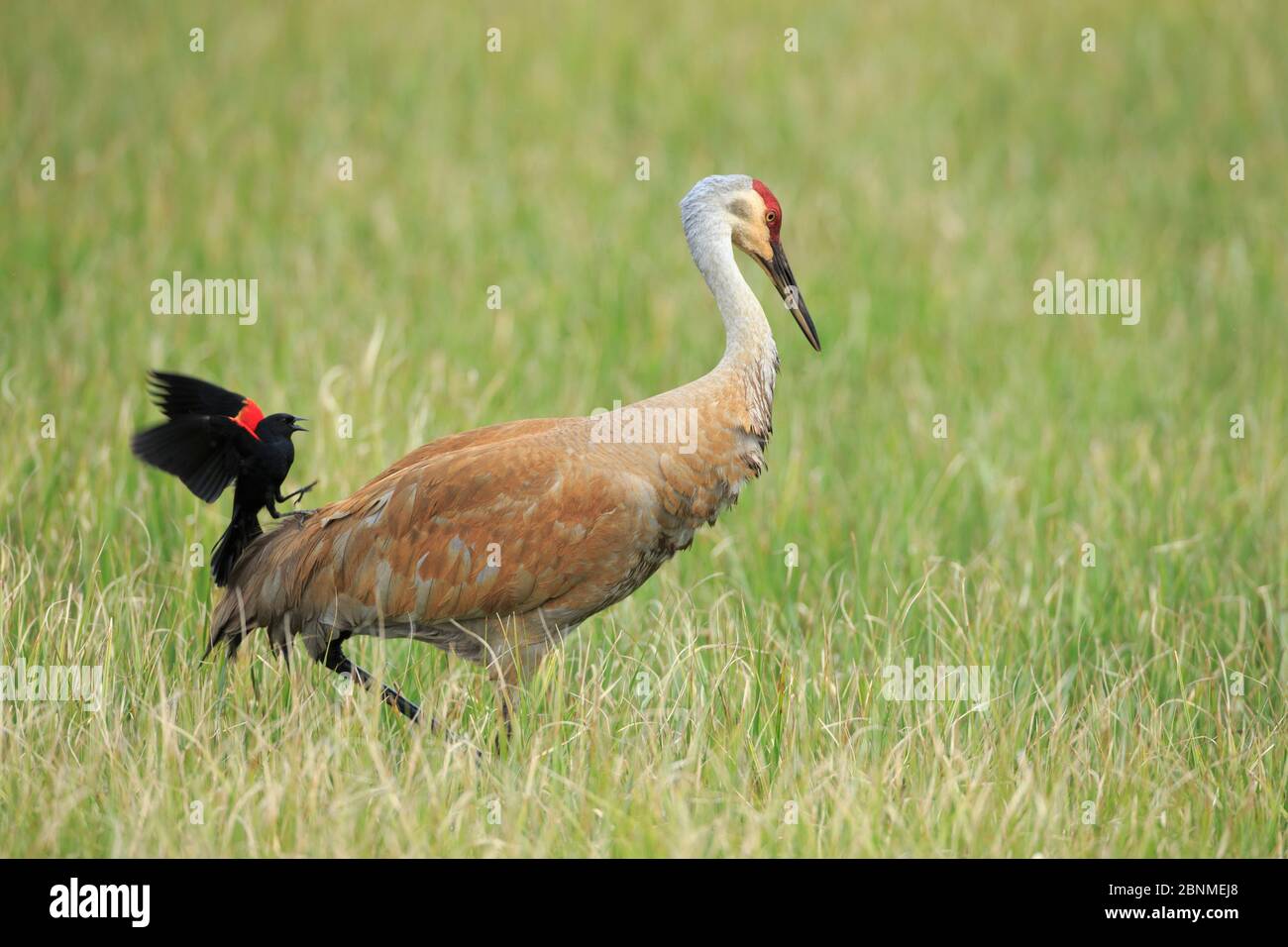 Red-winged blackbird (Agelaius phoeniceus) attacking a Sandhill crane ...