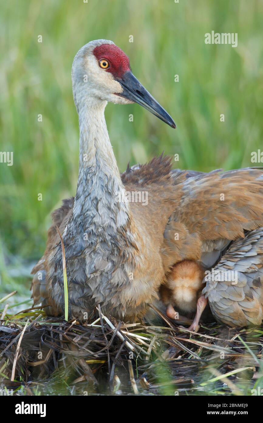 Adult sandhill crane with chick hi-res stock photography and images - Alamy