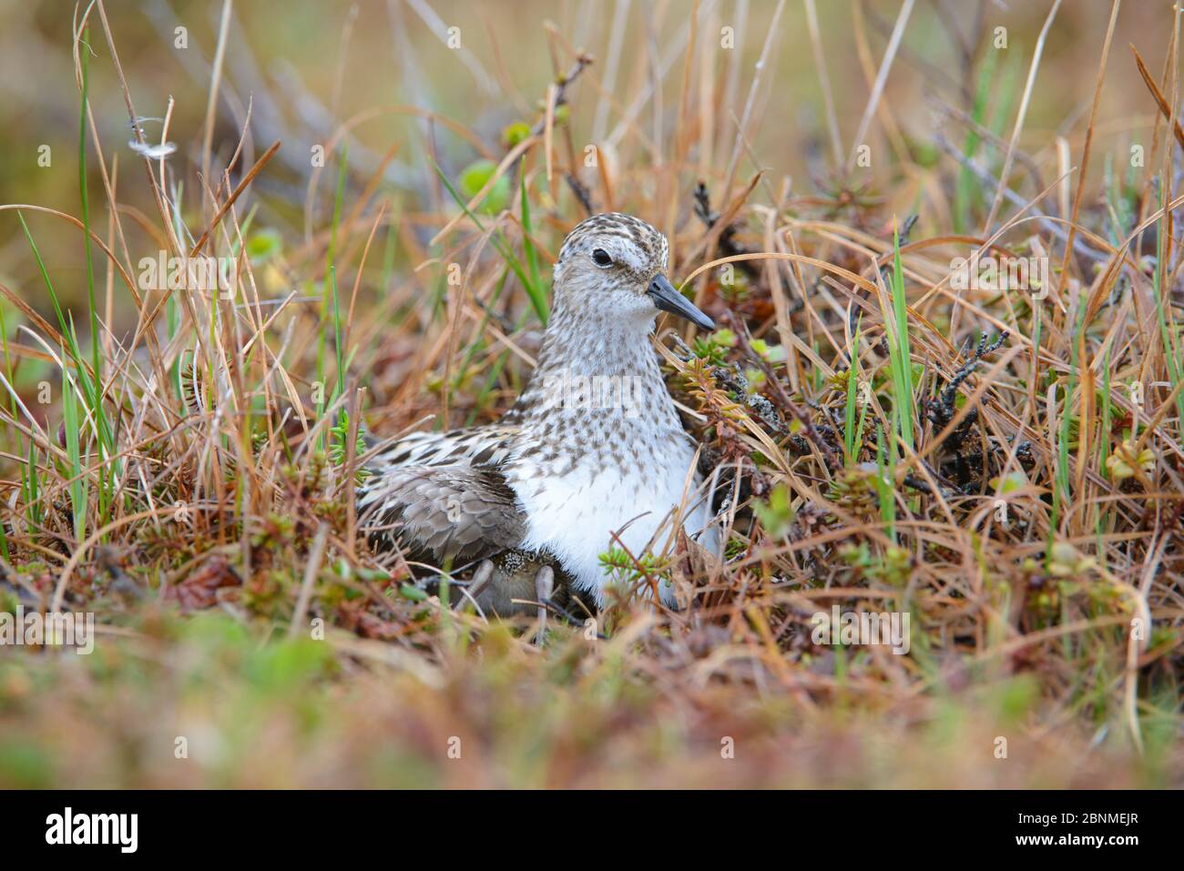 Semipalmated sandpiper (Calidirs pusilla) brooding newly hatched chicks ...