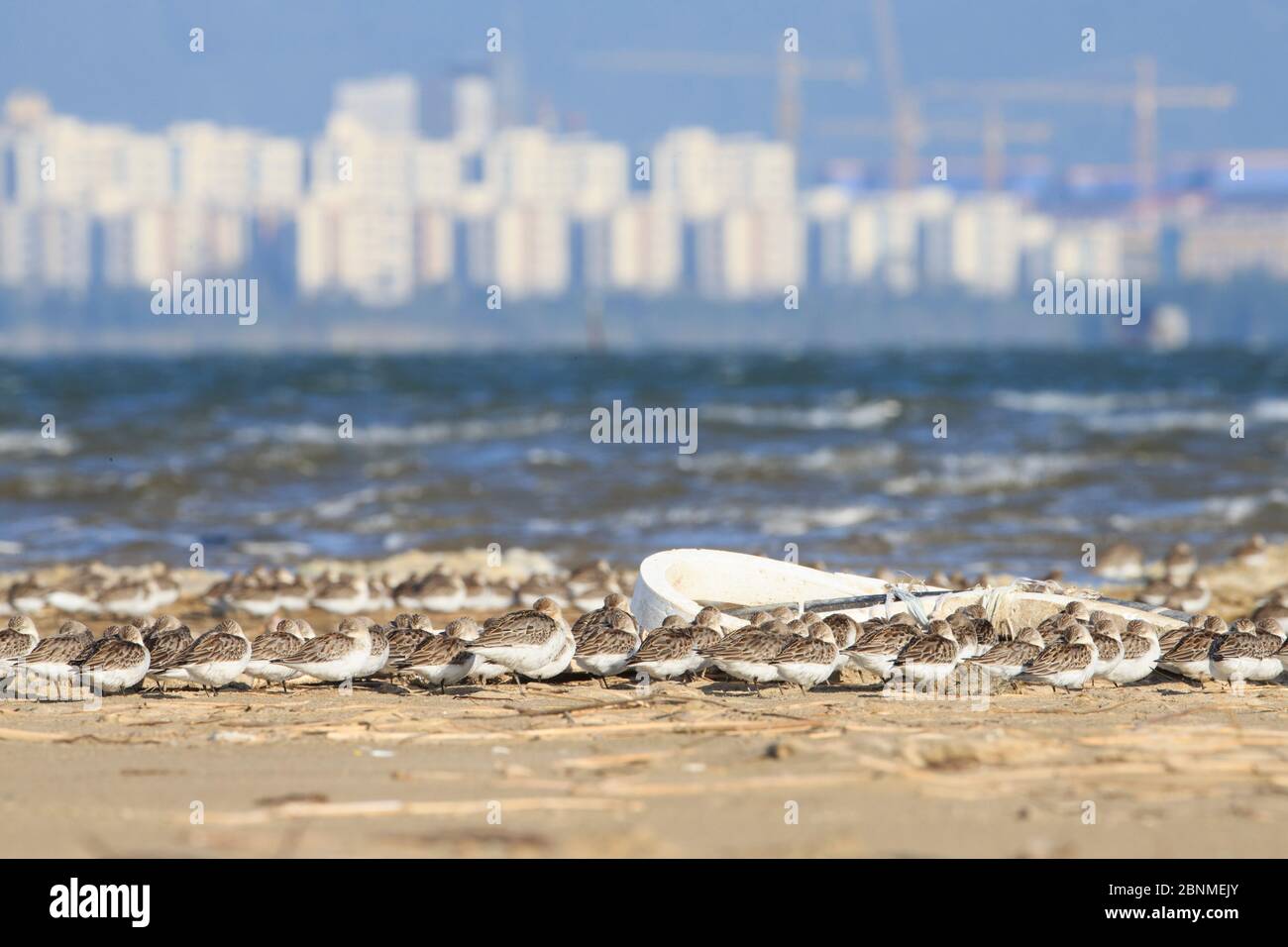 Shorebird flock consisting of juvenile Dunlin Calidris alpina and Red ...