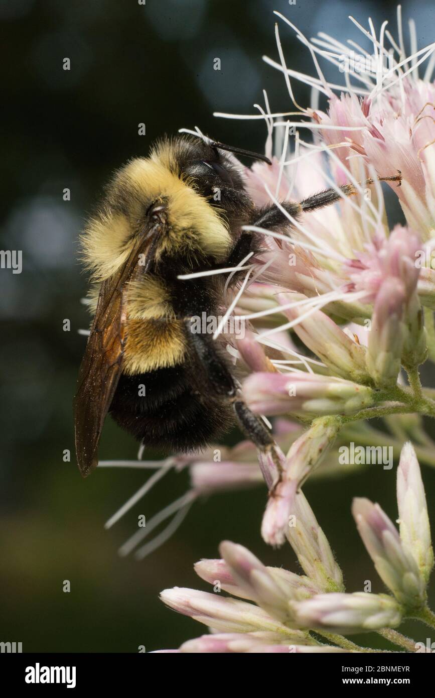 Rusty-patched bumble bee (Bombus affinis) male resting on Joe Pye Weed ...