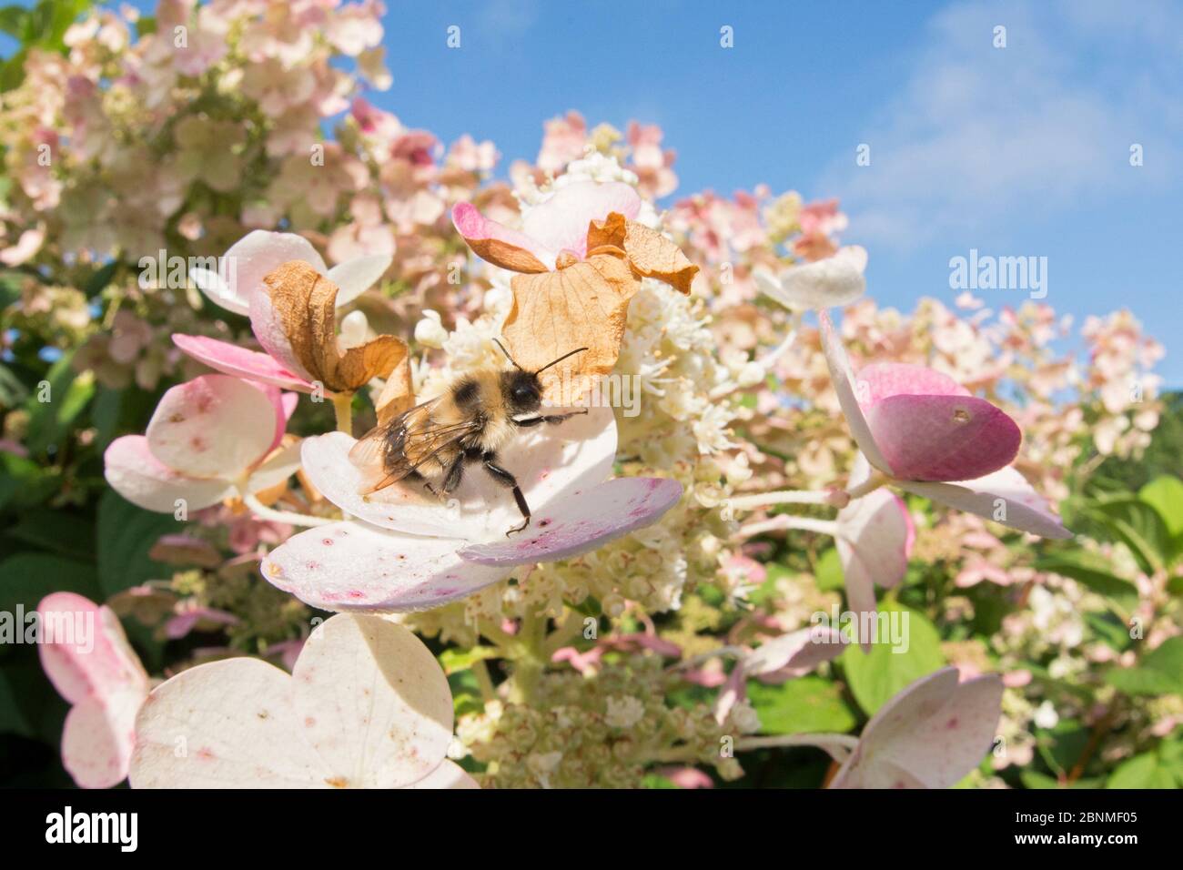 Rusty-patched bumble bee (Bombus affinis), Madison, Wisconsin, USA ...