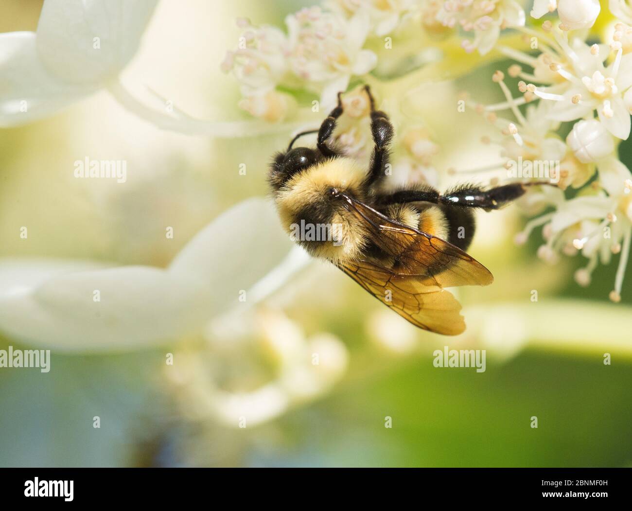 Rusty patched bumblebee (Bombus affinis), female, worker. Wisconsin ...
