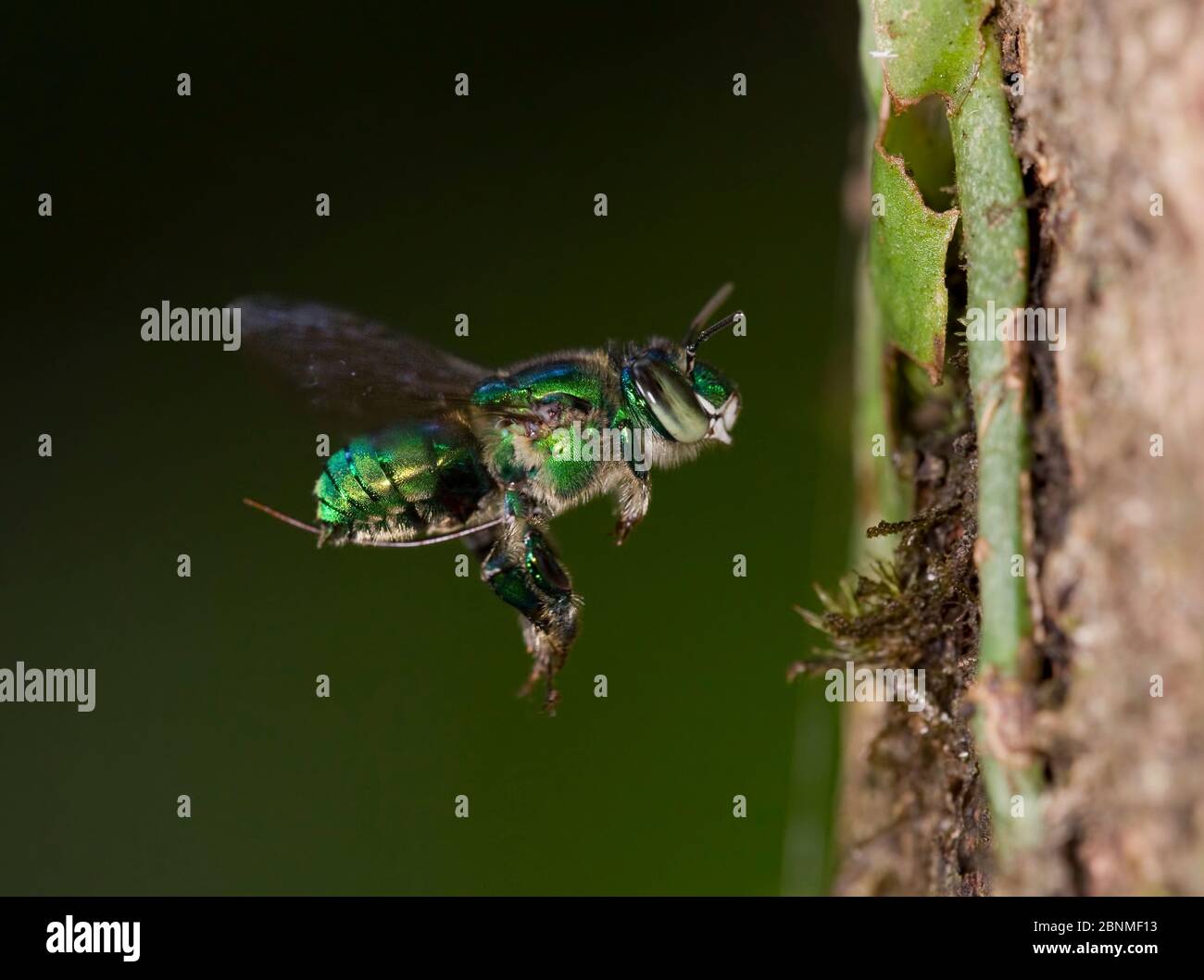 Orchid bee panama hi-res stock photography and images - Alamy