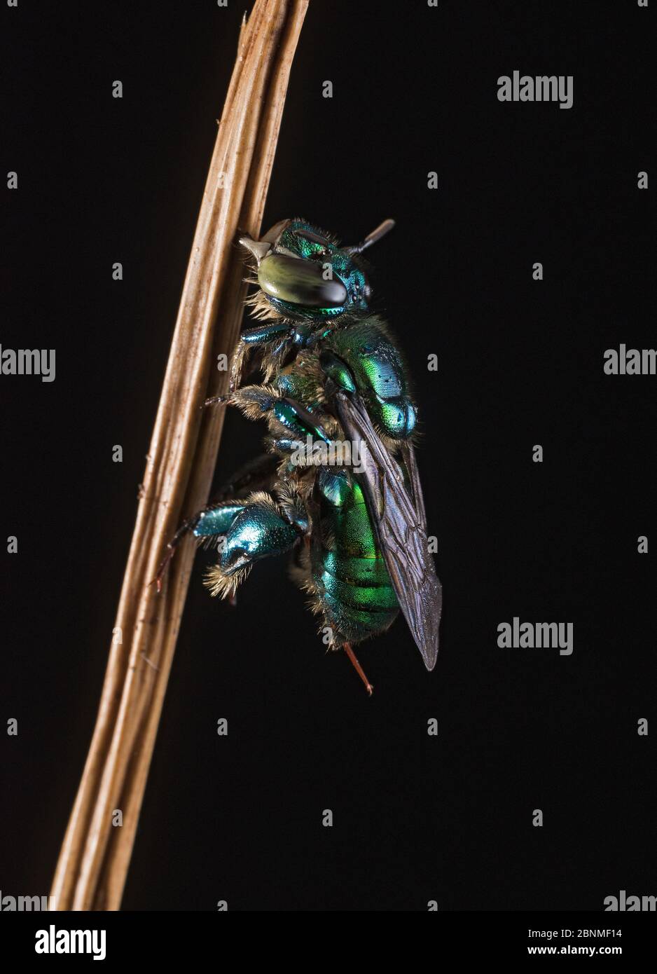 Orchid bee (Euglossa imperialis), Cocobolo Nature Reserve, Panama Stock ...