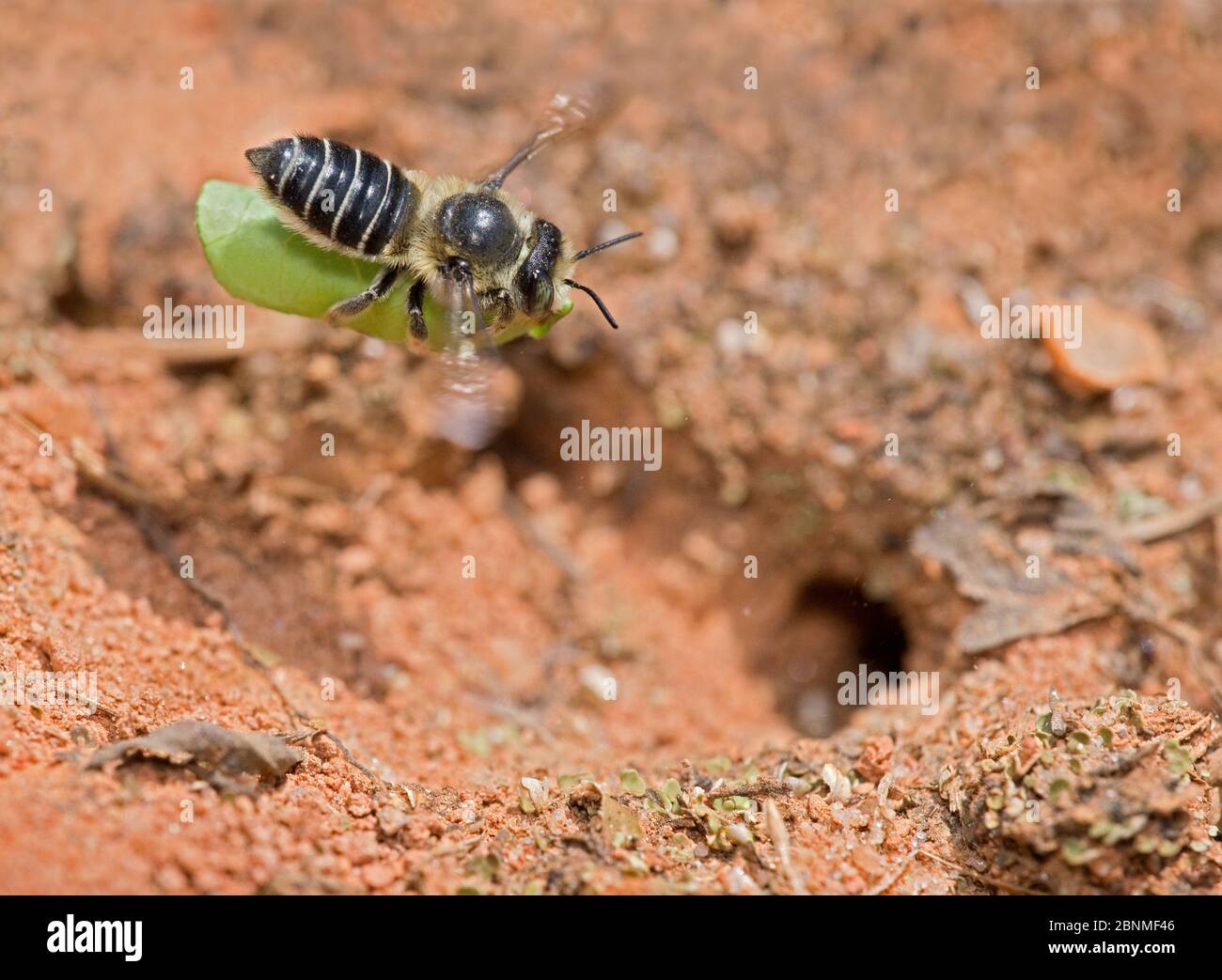 Leafcutter bee and flying hi-res stock photography and images - Alamy