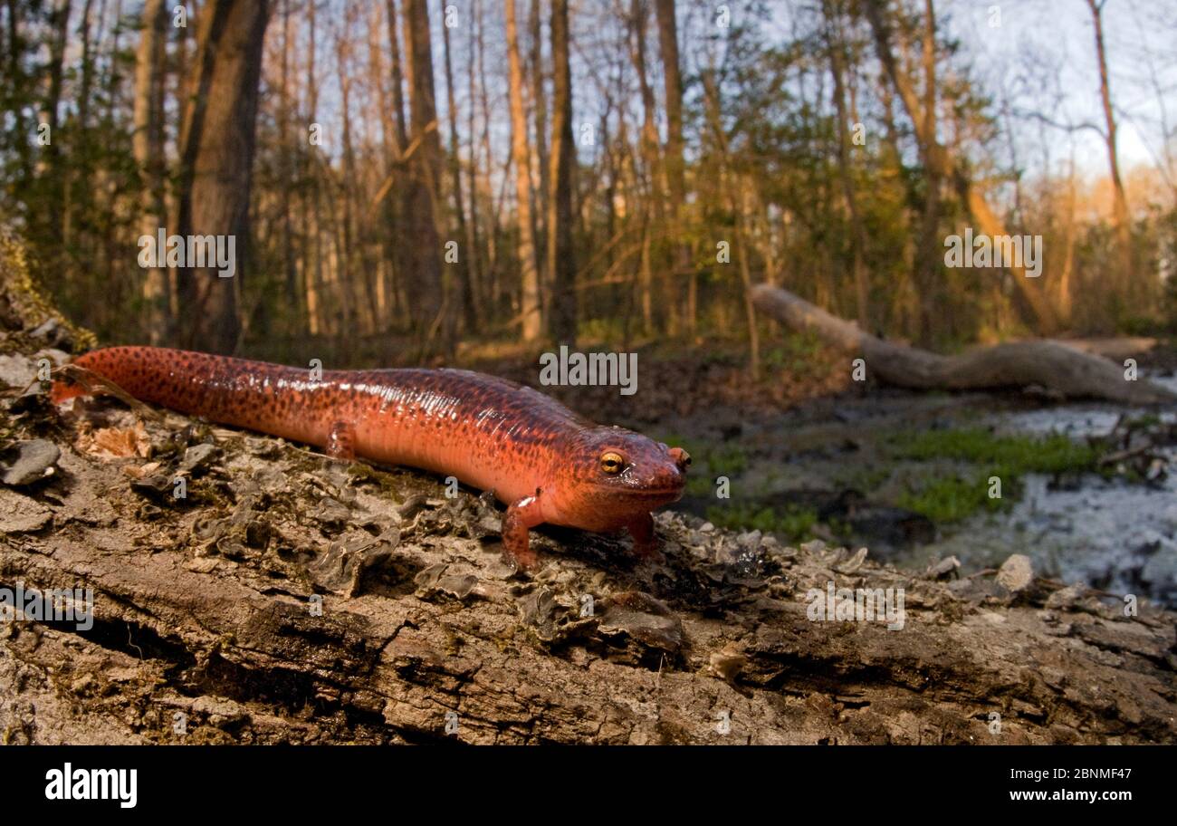 Red salamander (Pseudotriton ruber) sits on a submerged tree trunk in a ...