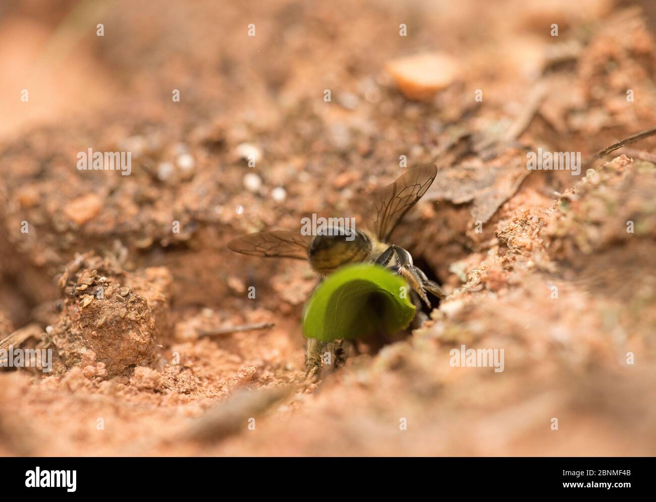 Leafcutter bee (Megachile) female returning to her nest with a small ...