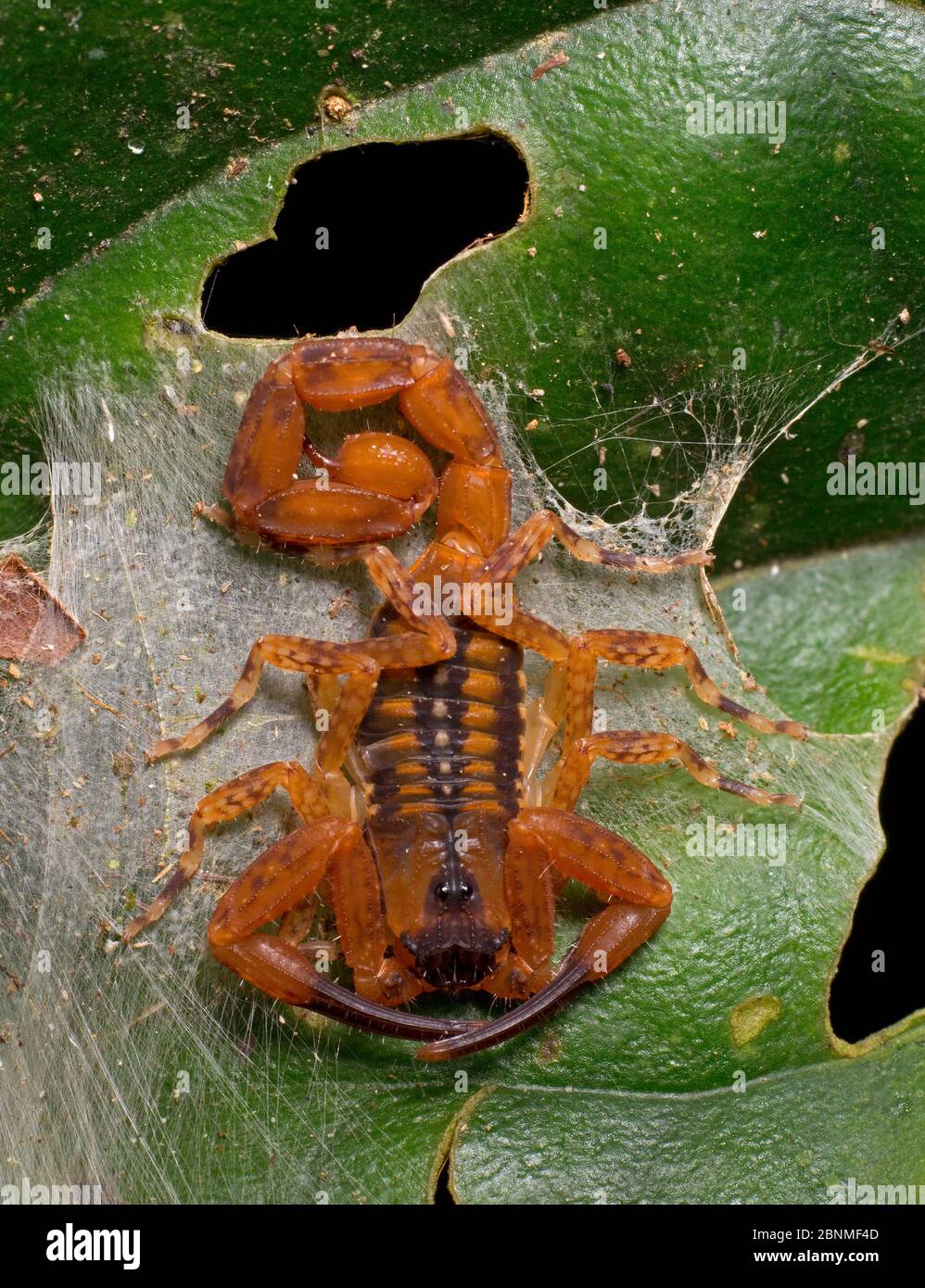 Scorpion (Tityus cerroazul) one of the most highly toxic species of ...
